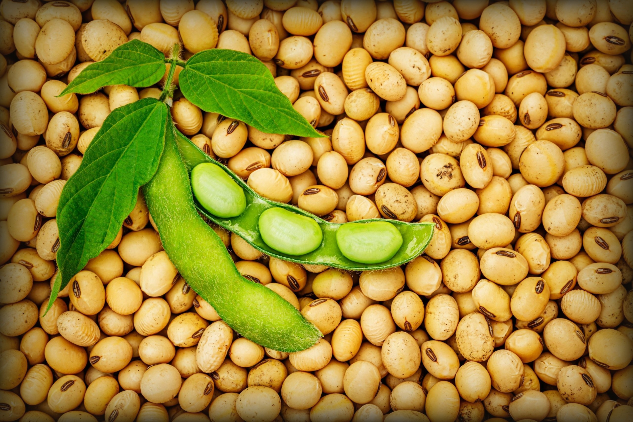 Agro Commodity Olean Singapore Agro Commodity Olean Singapore